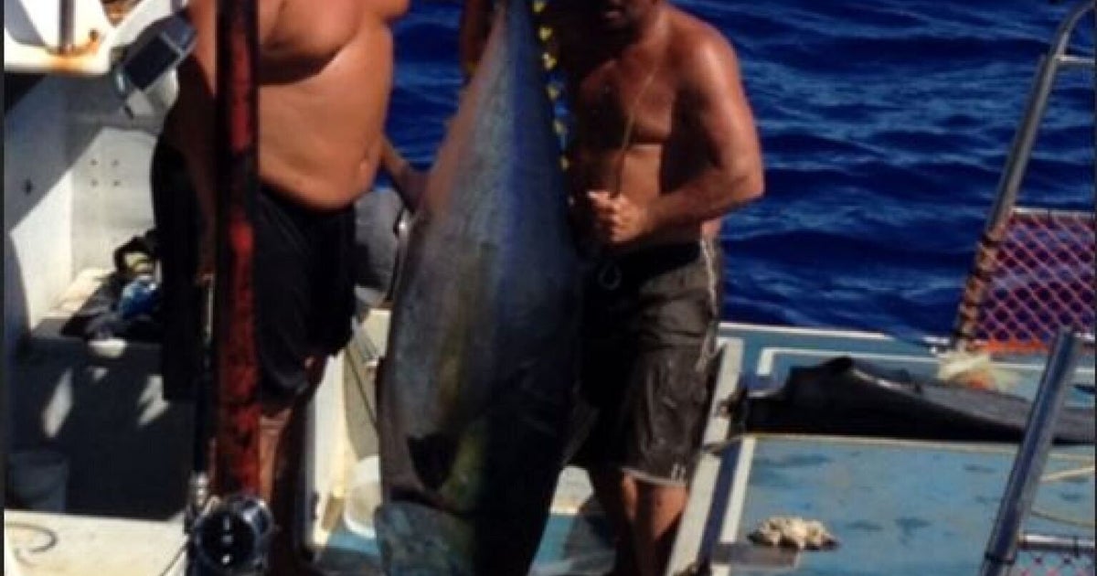 Giant Tuna Capsizes Fisherman, Anthony Wichman, Off Coast Of Hawaii ...