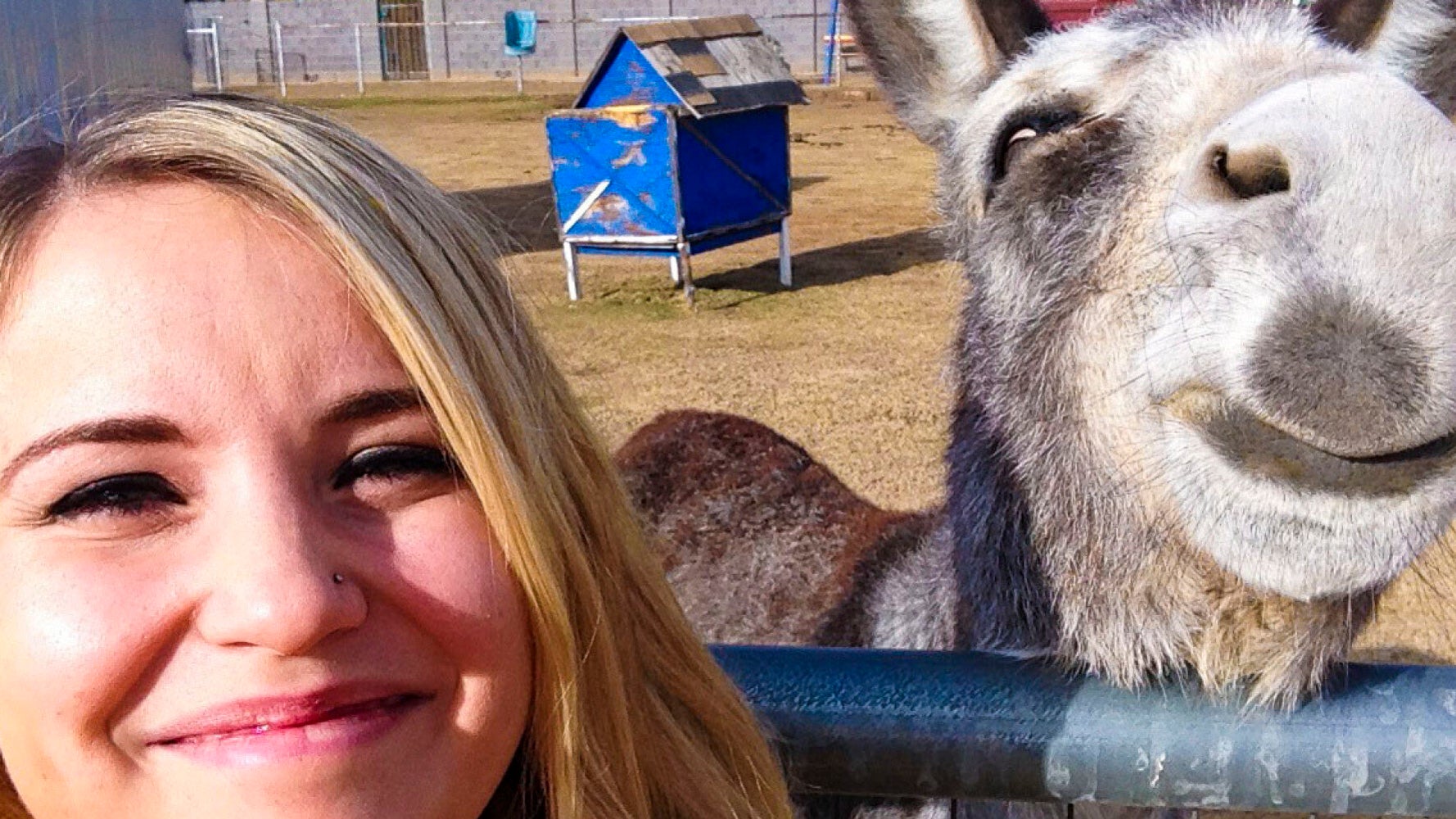 Donkey Smiling