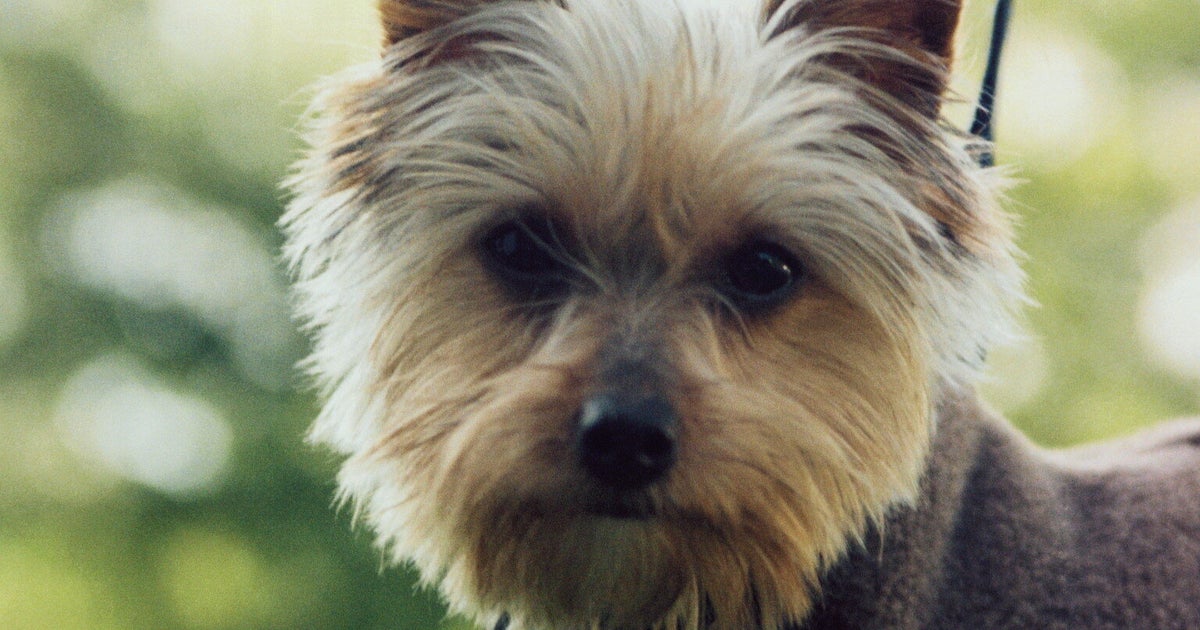 Top Five Dogs for Inner City Living | HuffPost UK Life