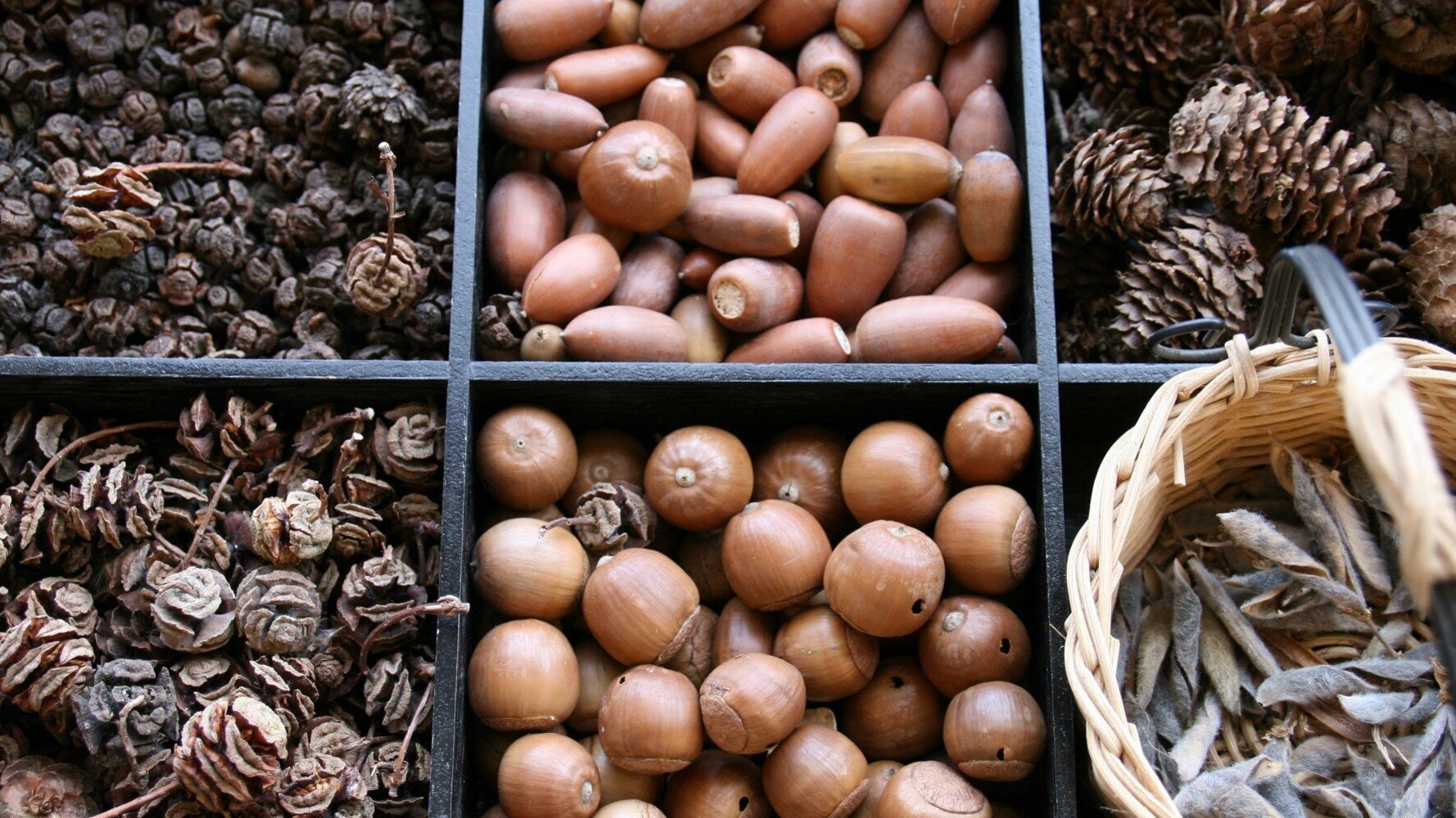 The Paleo Diet: Discovery Of Caveman 'Junk Food' That Rotted Their ...