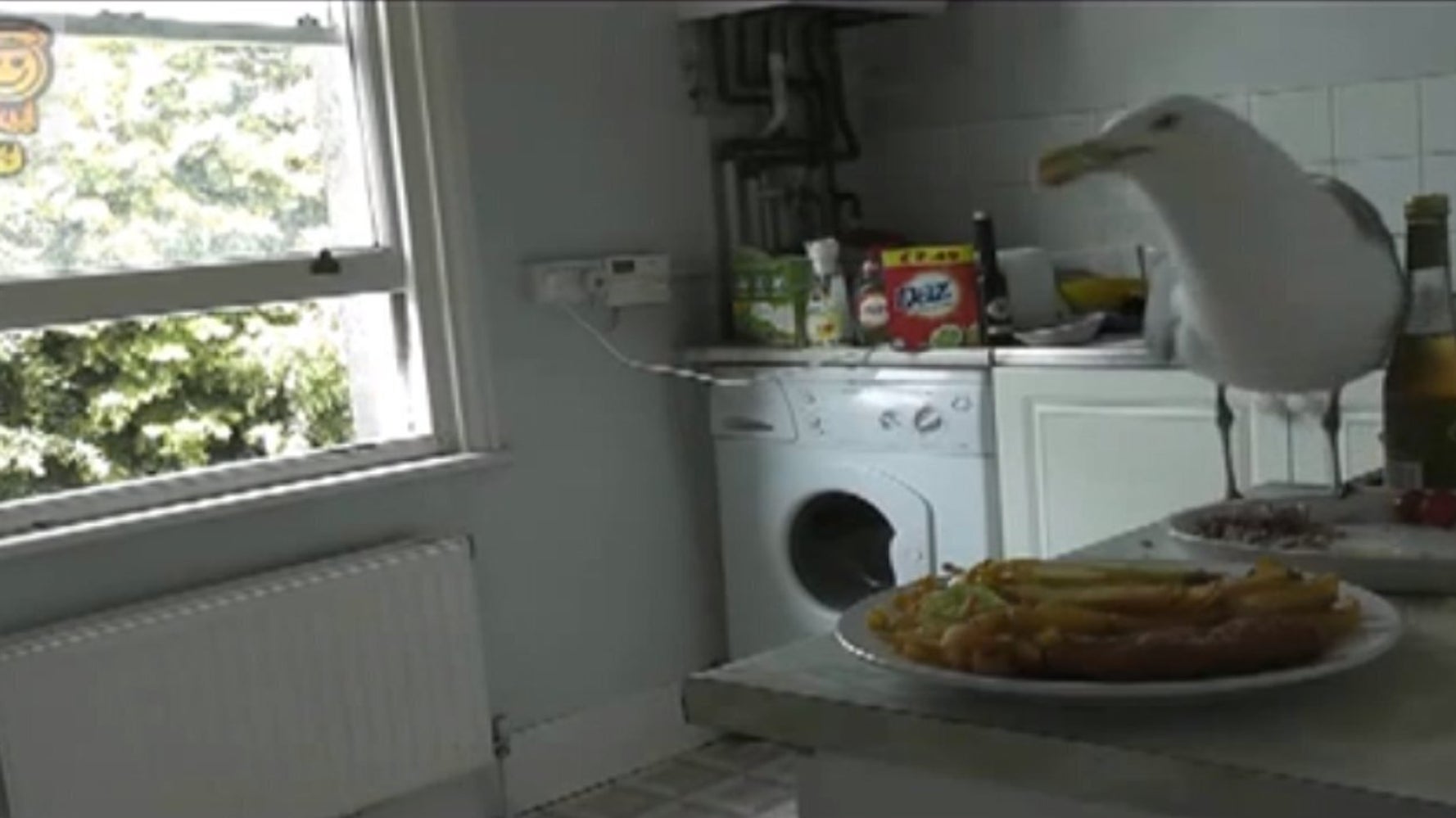 Seagull Sneaks Into House, Eats Food, Gets Its Comeuppance (VIDEO ...