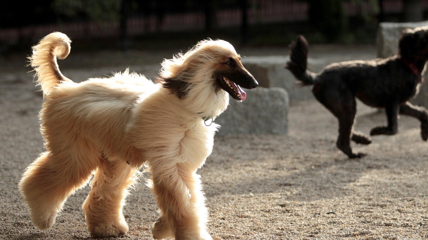 Why Are People Paying for 'Designer' Dogs? | HuffPost UK Life