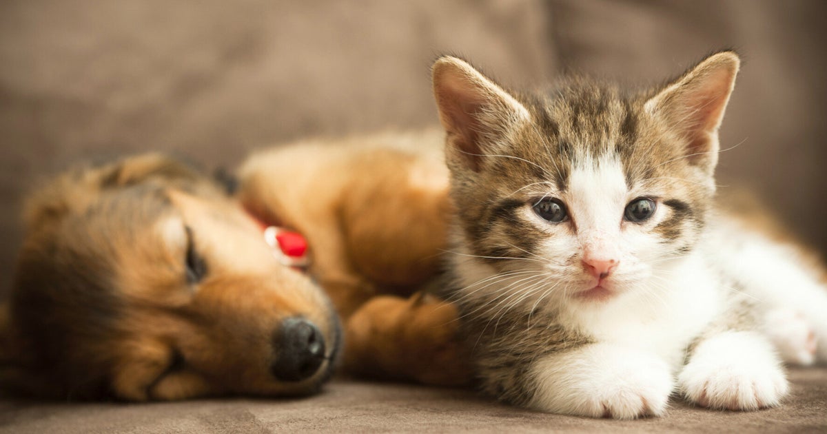 Cat People Vs Dog People: Who Is Smarter? | HuffPost UK Life
