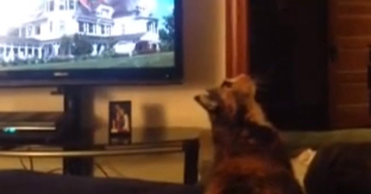 Cat Aims For Ceiling Fan, Fails Spectacularly (VIDEO) | HuffPost UK Comedy