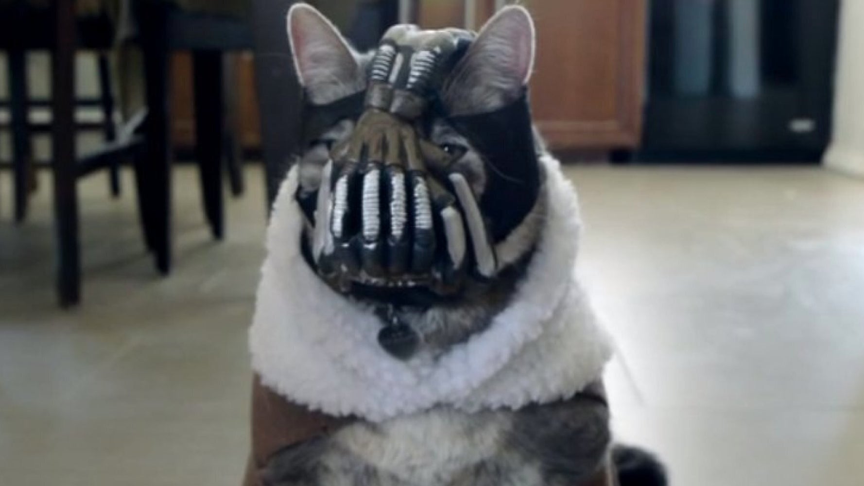 Bane Cat Is Back! (VIDEO) | HuffPost UK Comedy