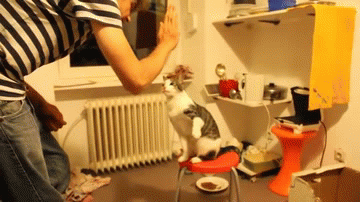 Impressive High-Fiving Cat (VIDEO) | HuffPost UK