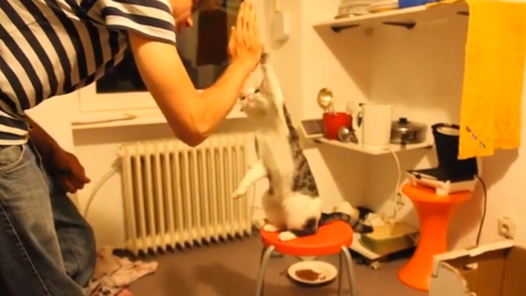 Impressive High-Fiving Cat (VIDEO) | HuffPost UK Comedy