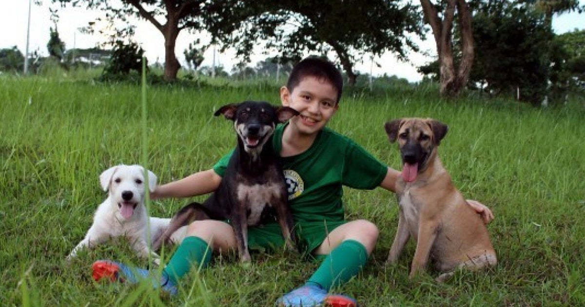 Boy Used Pocket Money To Save Stray Dogs, Raises Enough Cash To Set Up ...