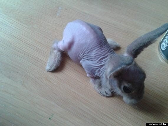 Hairless Baby Rabbit Named Delta Mouse Wears Factor 50 (PICTURES ...