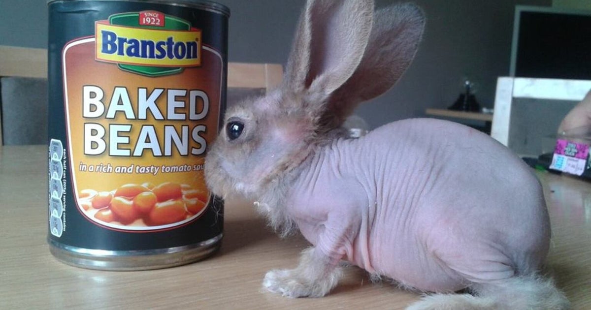 Hairless Baby Rabbit Named Delta Mouse Wears Factor 50 (PICTURES ...
