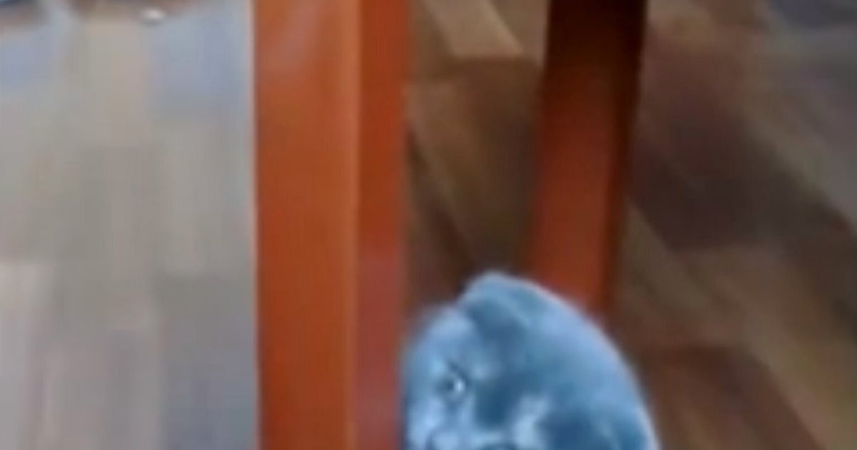 Kitten Shows Off Pole-Dancing Skills (VIDEO) | HuffPost UK Comedy