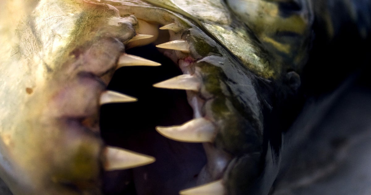 Tiger Fish Catches Swallow Bird In Mid-Flight (VIDEO) | HuffPost UK News