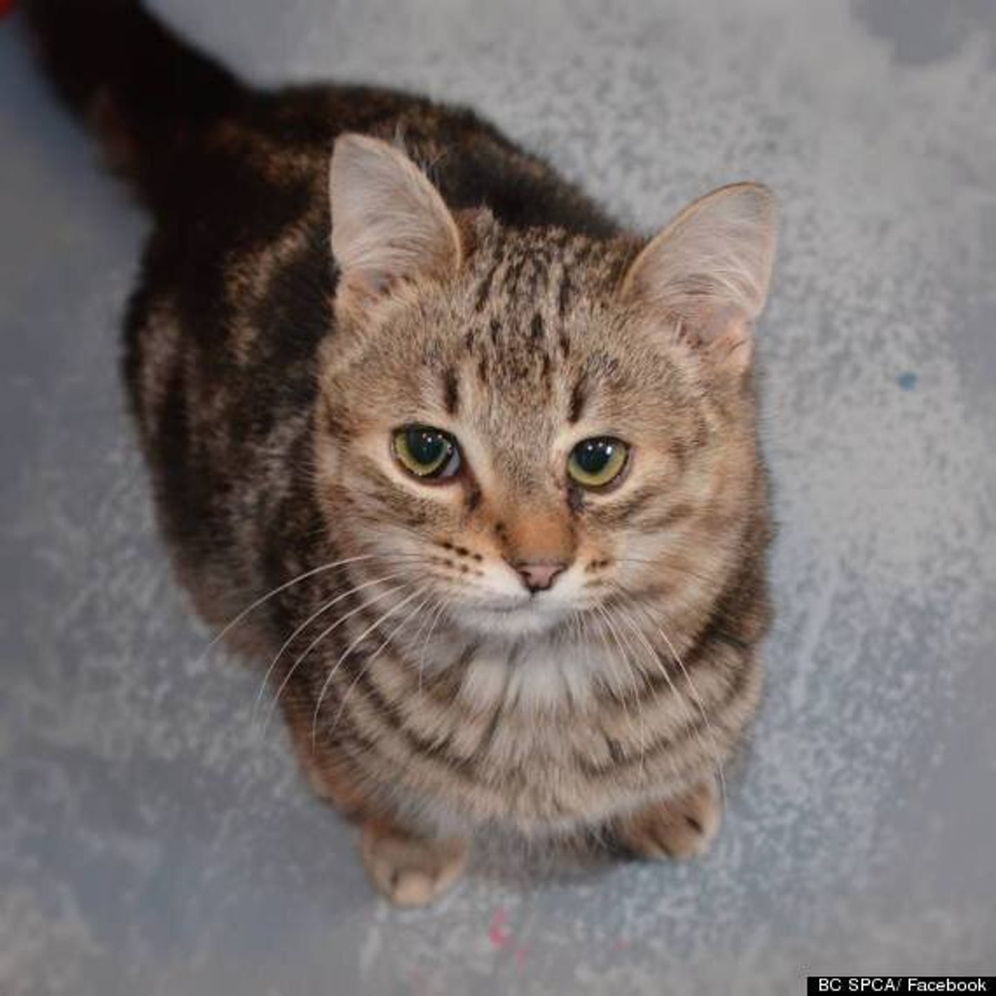 Quasi The Kitten's 'Squished' Face Makes Him Doubly Handsome (PICTURES ...