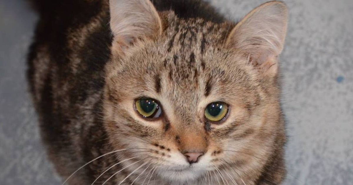 Quasi The Kitten's 'Squished' Face Makes Him Doubly Handsome (PICTURES ...
