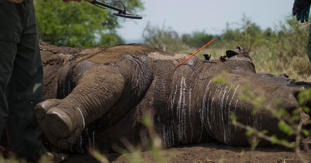Anti-Poaching Drones By Airware Prove To Successful At Protecting ...