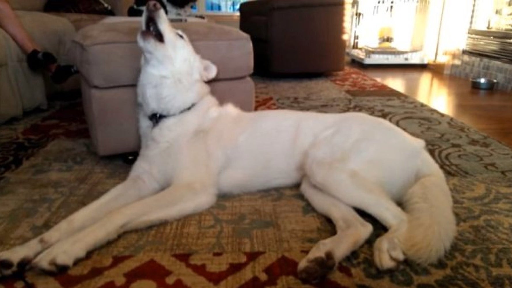 Dog Sings Daft Punk's 'Get Lucky' (VIDEO) | HuffPost UK Comedy