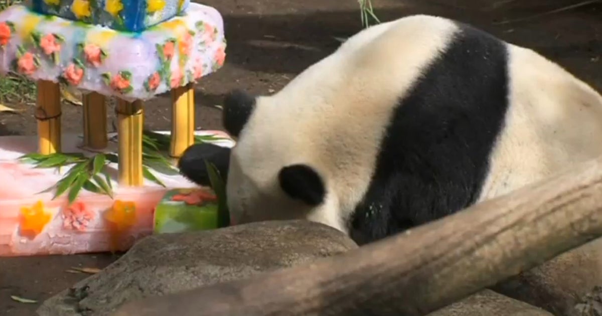 Giant Panda Gets Cake For Birthday Treat (VIDEO) | HuffPost UK News