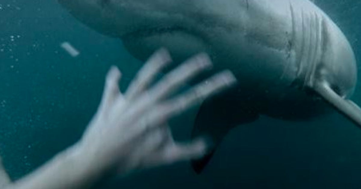Great White Shark Encounters Swimmer Wearing Gopro Camera In Sydney