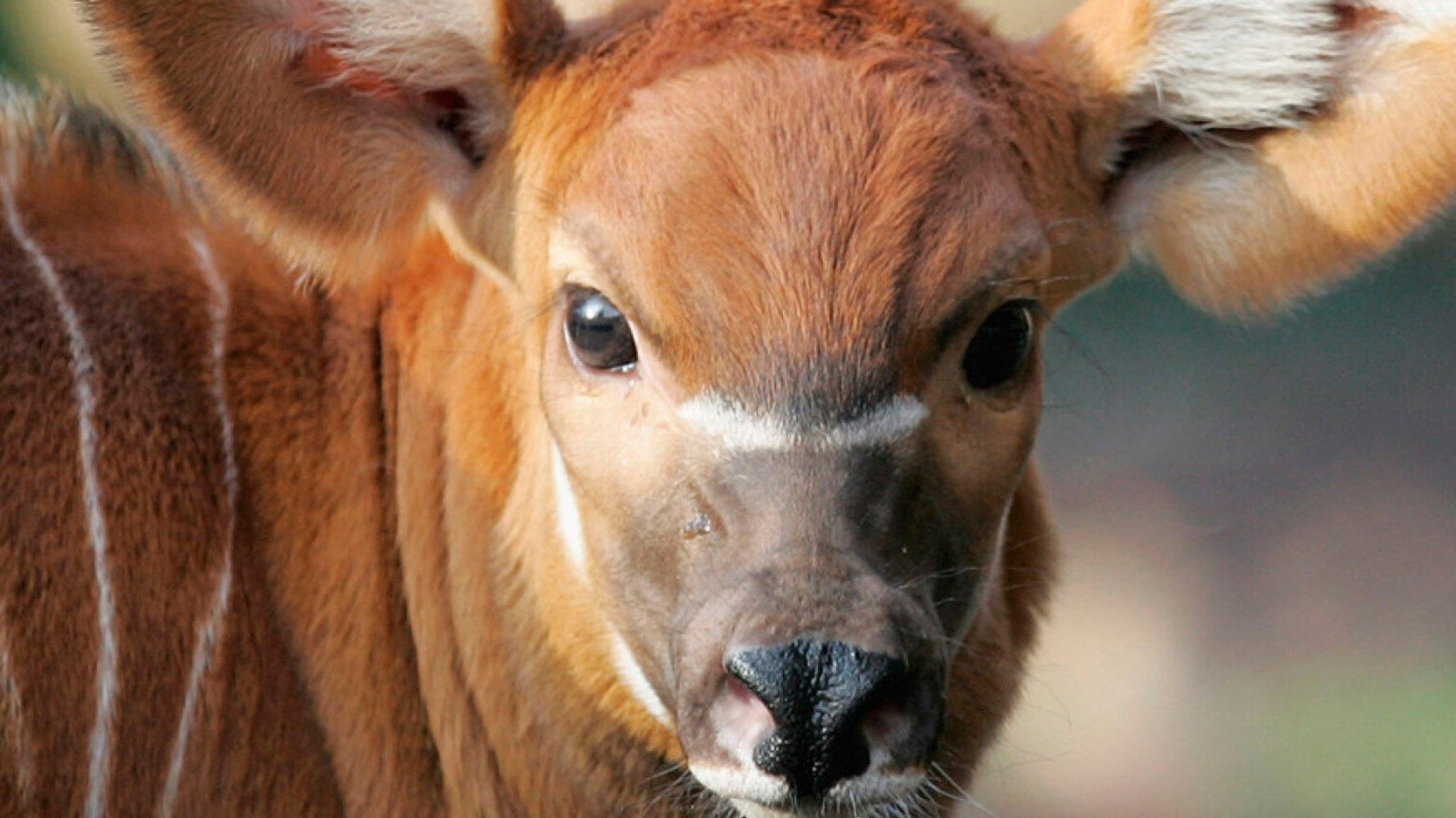 Ukip MEP Godfrey Bloom: 'Bongo Land Is The Land Of The Antelope ...