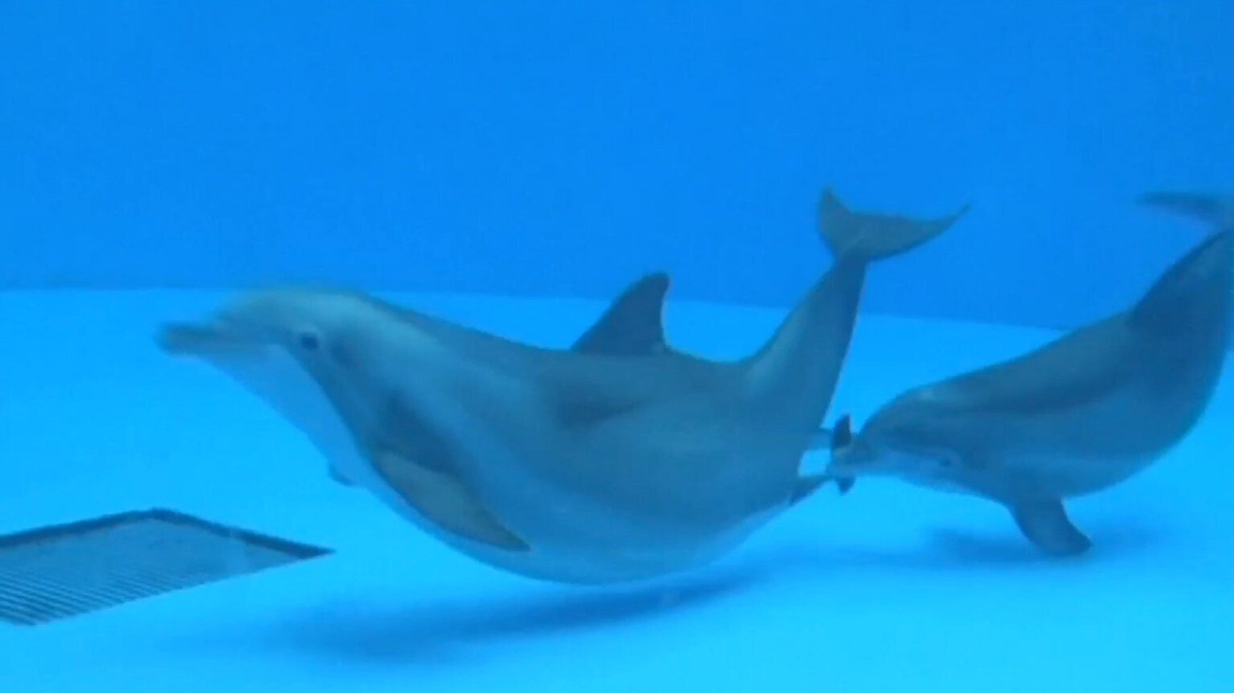 Amazing Dolphin Calf Birth Captured On Camera (VIDEO) | HuffPost UK News