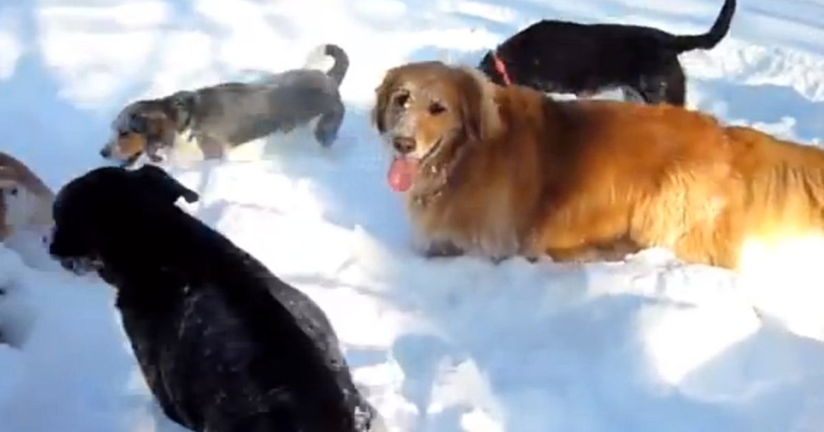 Dogs Are Let Out In The Snow - And Their Excitement Is Adorable (VIDEO ...