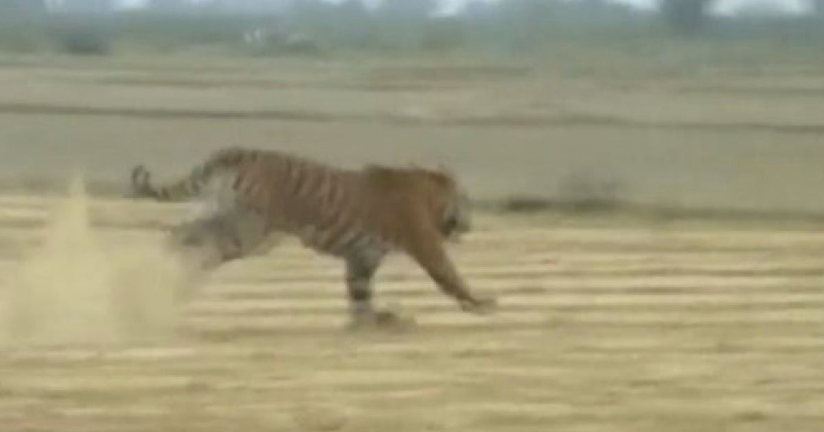 Indian Farmer Killed In Tiger Attack Is One Of Seven Victims In A ...