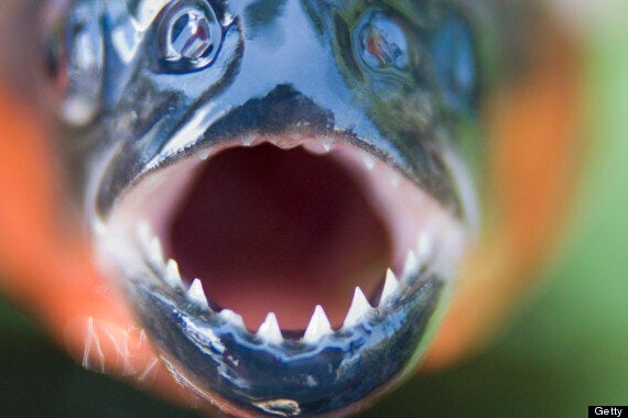 Pacu, Testicle-Eating 'Ball-Cutter' Fish Spotted In Sweden | HuffPost UK