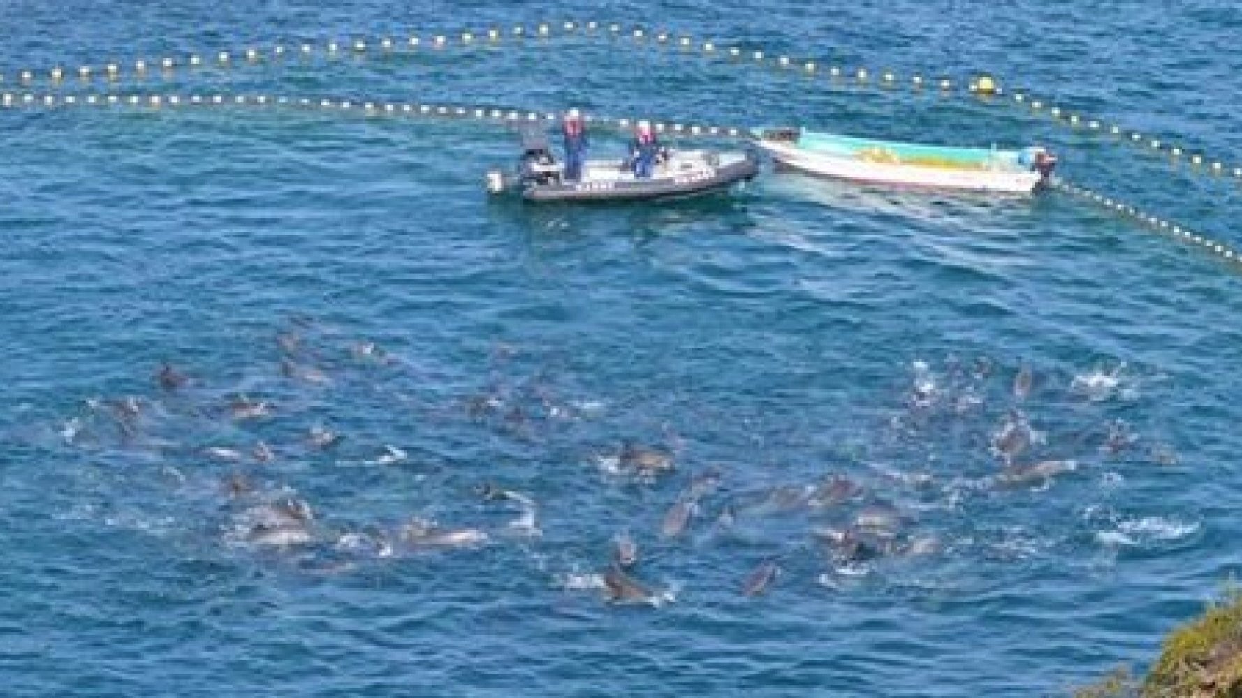 Sea Shepherd Reveal Latest Tragedy At Japan's Taiji Cove As Dolphins ...