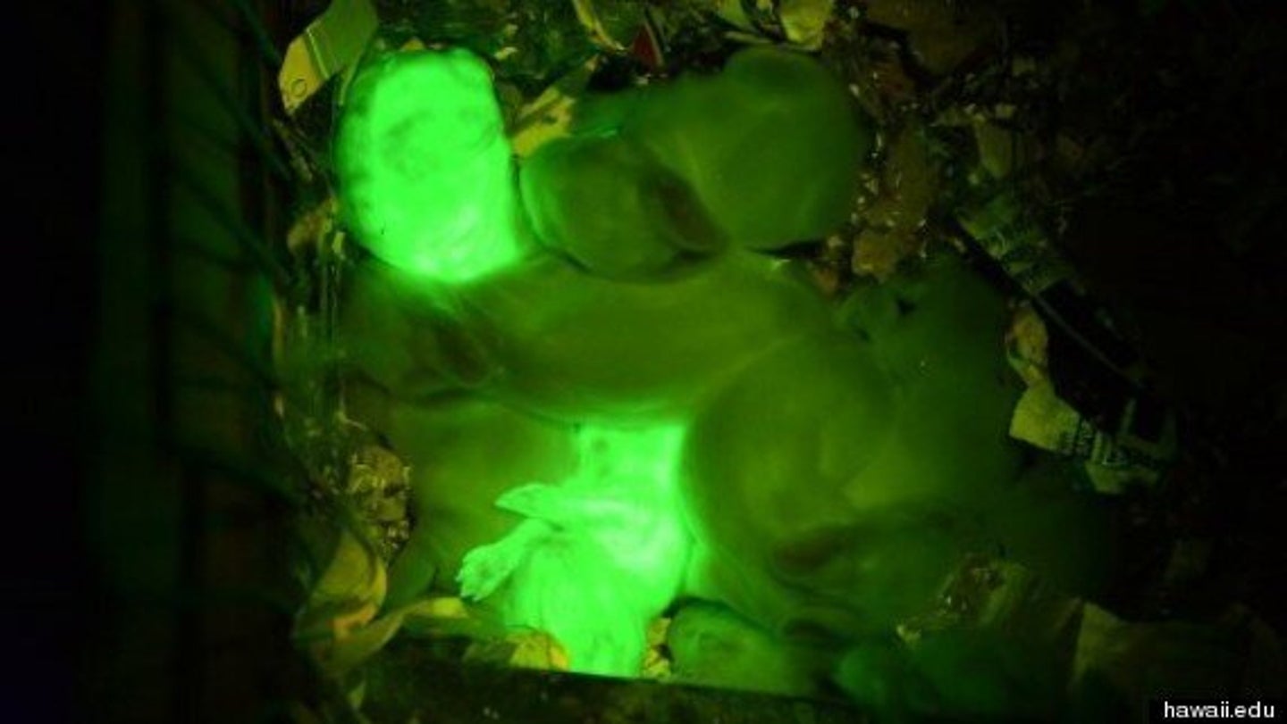 Scientists Clone Glow-In-The-Dark Rabbits (PICTURES) | HuffPost UK Tech