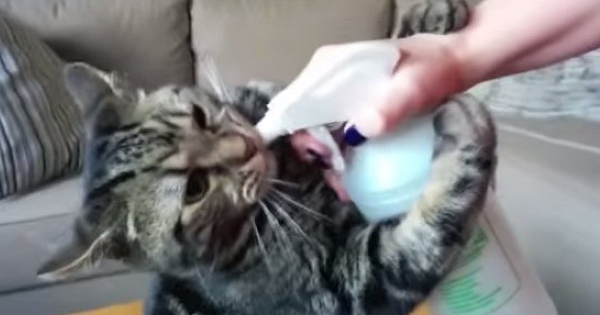 This Cat REALLY Loves His Spray Water Bottle (VIDEO) | HuffPost UK Comedy