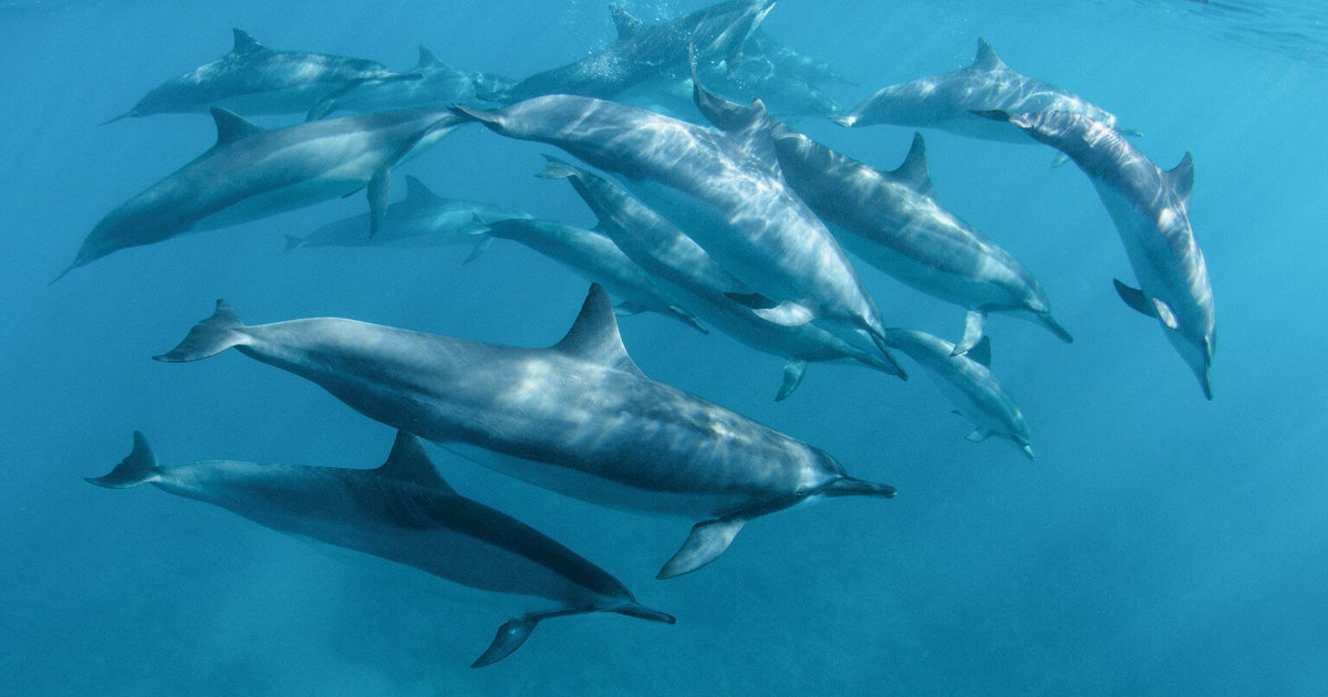 Do Dolphins Call Each Other by Name? | HuffPost UK Tech