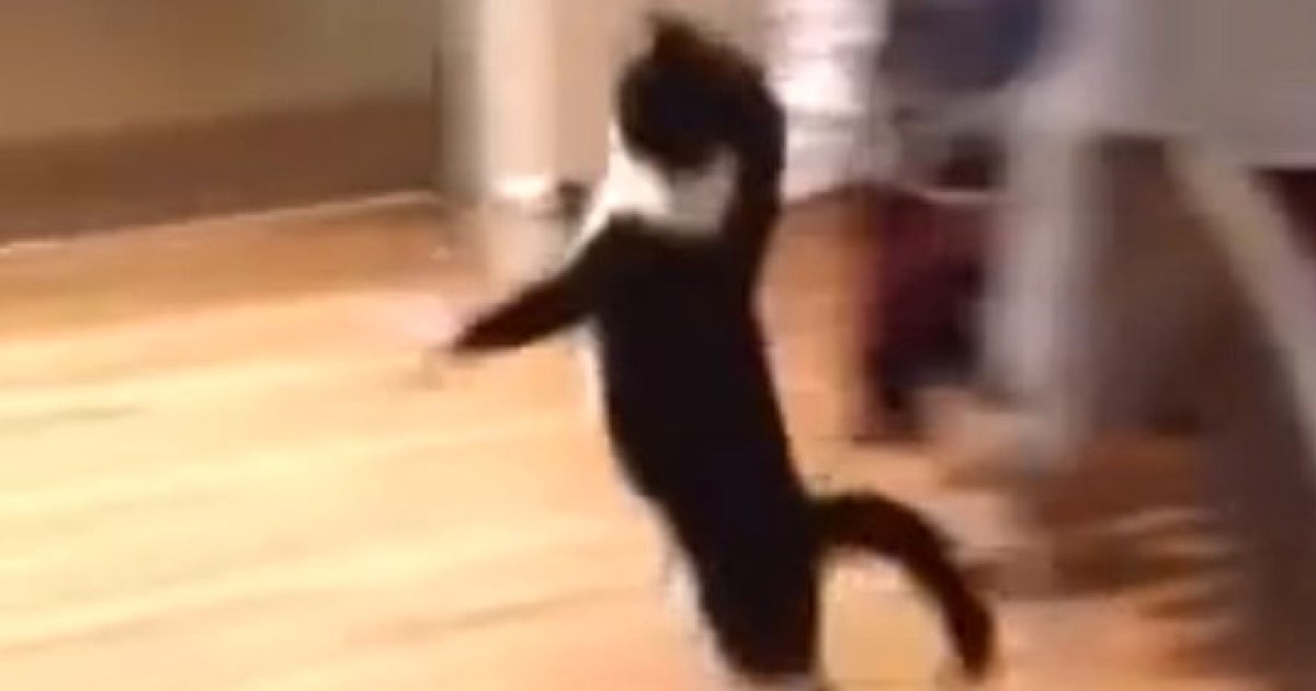 WATCH: This Hopping Cat Video Is The Best 30 Seconds You'll Waste Today ...