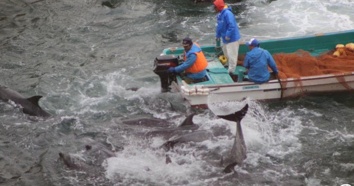 200 Bottlenose Dolphins To Be Slaughtered In Japan's Taiji Cove On ...