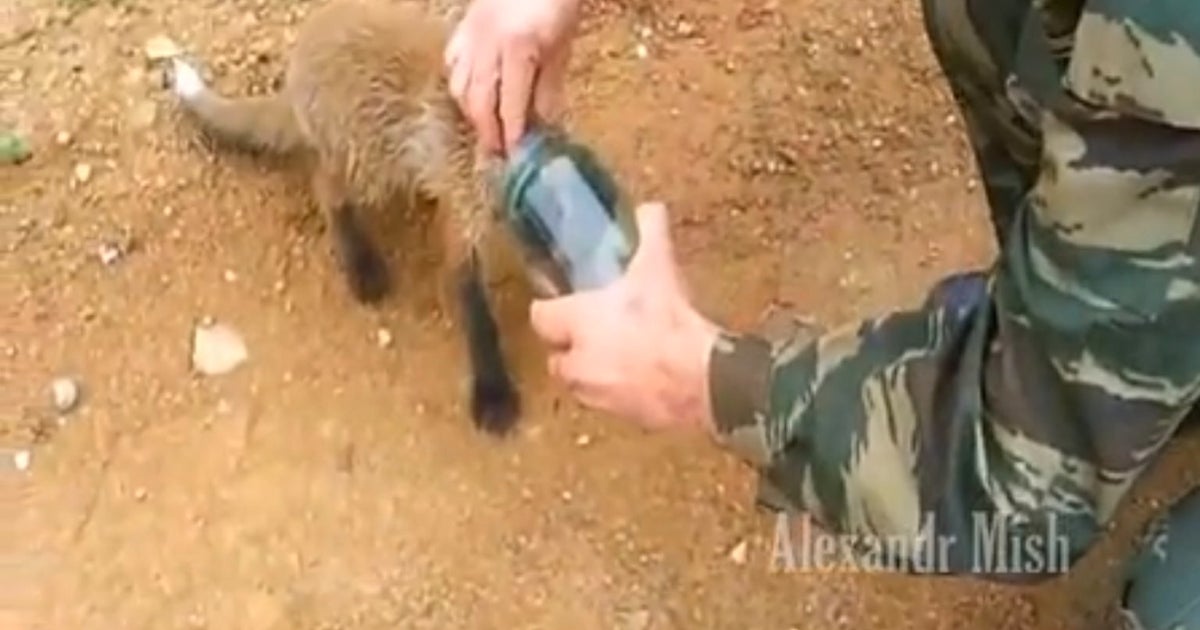 Heartwarming Video Of The Day: People Rescuing Animals (VIDEO ...
