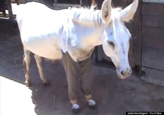 Abused Donkey Named Haim Wears Trousers To Heal His Wounds At Israeli ...