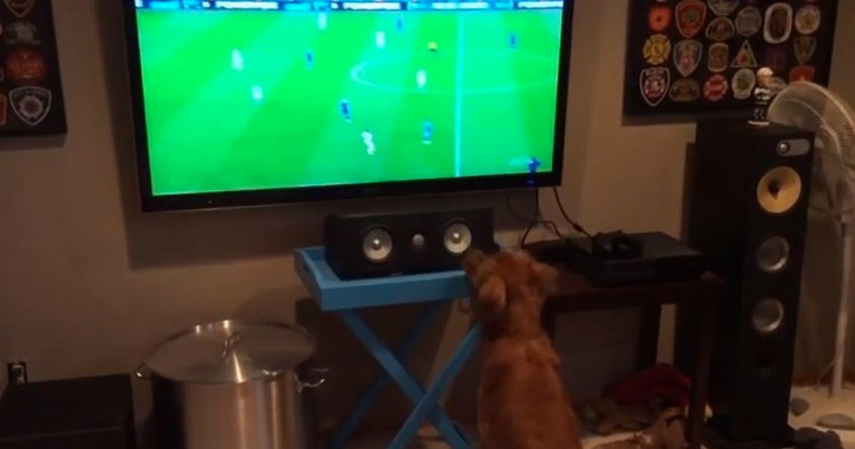 This Dog Loves Watching The World Cup More Than Some Humans We Know ...