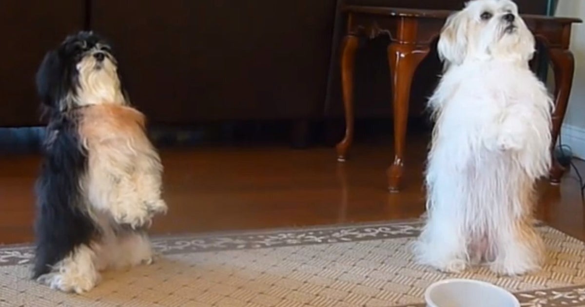 These Two Dogs Praying Before Their Meal Are Adorable, Funny - And More ...