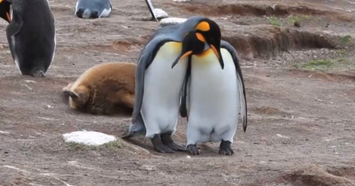 10 Dating Tips We Can Learn From Animals | HuffPost UK Comedy