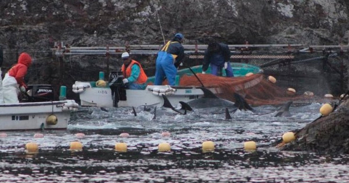 #tweet4taiji: Japanese Fishermen Begin Annual Slaughter Of Hundreds Of ...