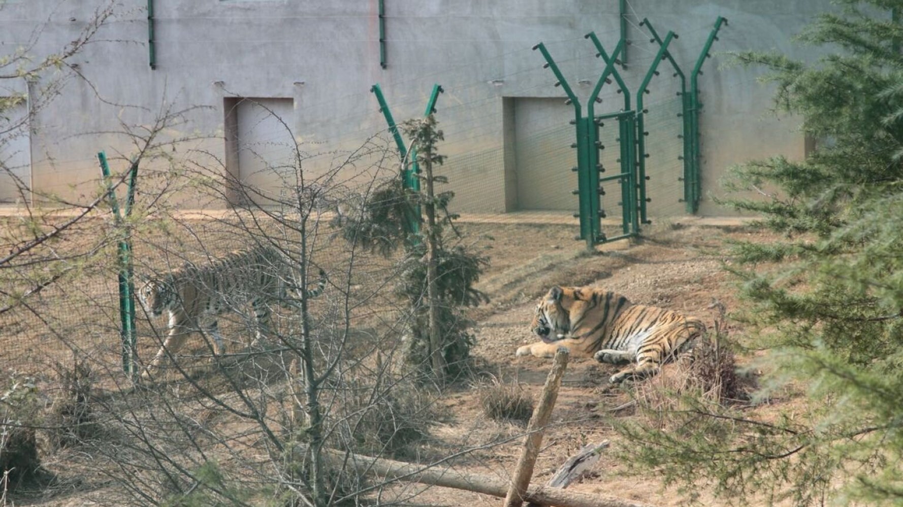 Tigers Turned Into Wine As Shocking Chinese Cruelty Is Revealed ...