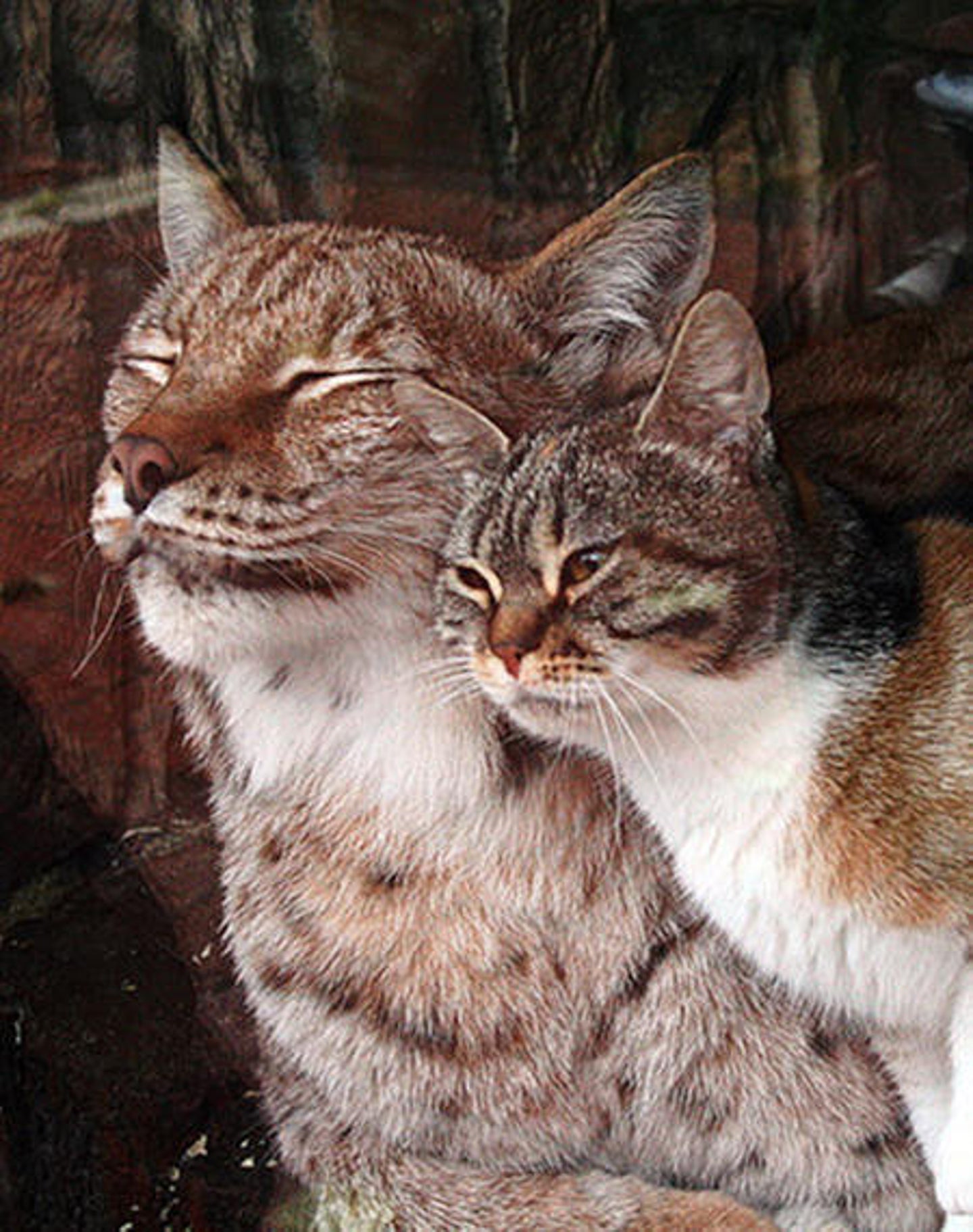 Cat Breaks Into Zoo, Become Best Friends With A Lynx (VIDEO) | HuffPost ...