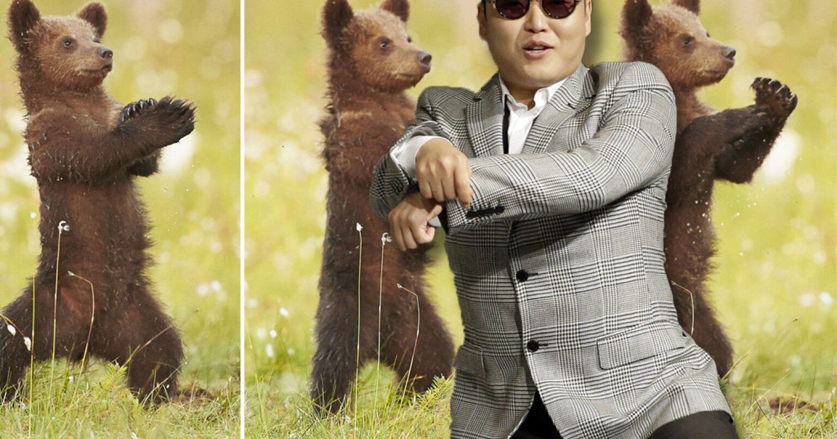 Picture Of The Day: Baby Bear Does Gangnam Style | HuffPost UK Comedy