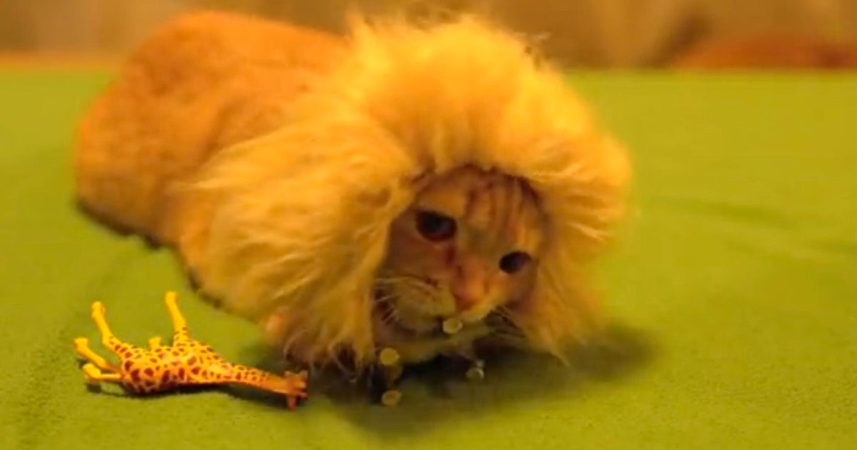 Just A Cat. Wearing A Lion Mane. Making Our Day. (VIDEO) | HuffPost UK ...
