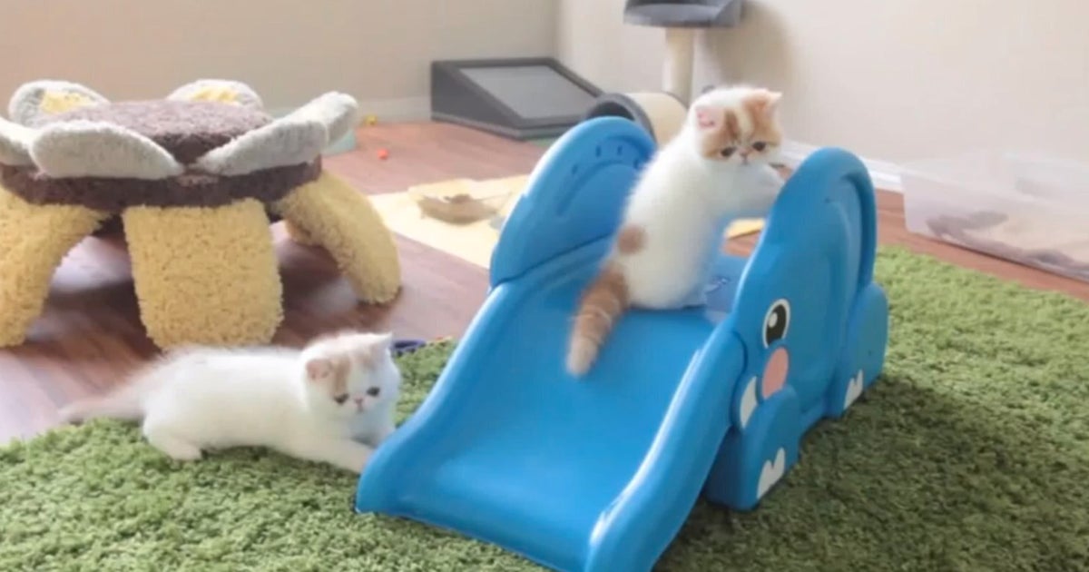 Watching Kittens Playing On An Elephant Slide Is The Best Way To Start ...