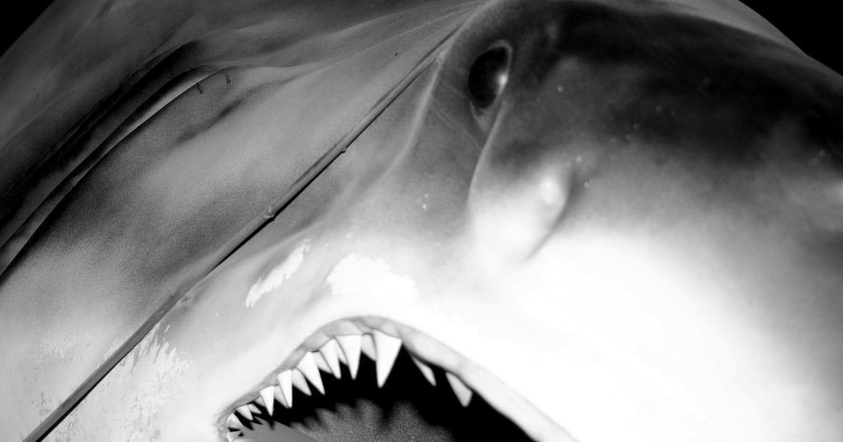 Shark Repelling Gadgets Gain Popularity | HuffPost UK Tech