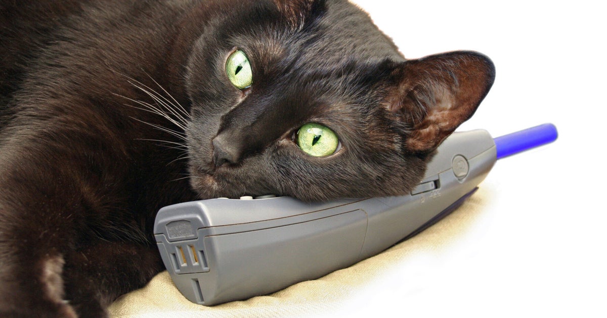 Cat Out of Hell by Lynne Truss - Book Review | HuffPost UK Entertainment