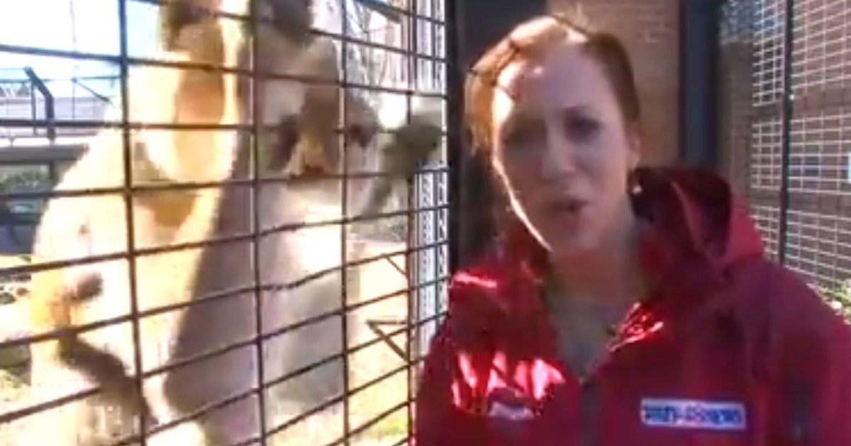 Lion Sneaks Up On News Reporter (VIDEO) | HuffPost UK Comedy