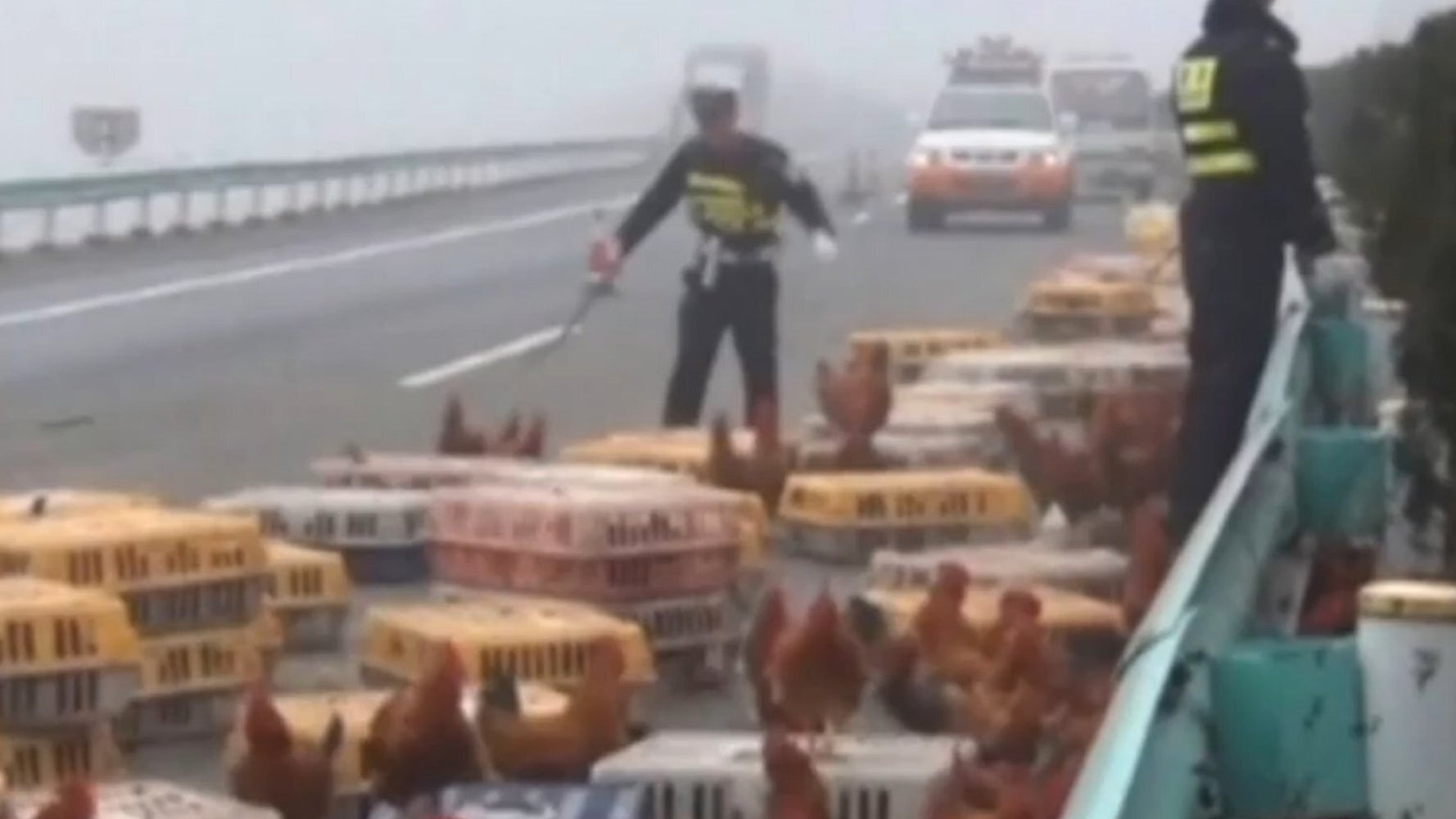 Chinese Police Chase 3,000 Chickens Around Motorway (VIDEO) | HuffPost ...