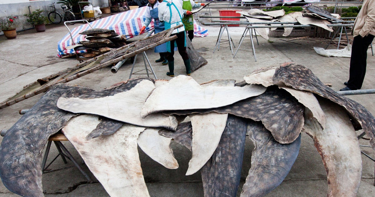 Whale Shark Slaughterhouse Found In China, Say Hong Kong Activists ...