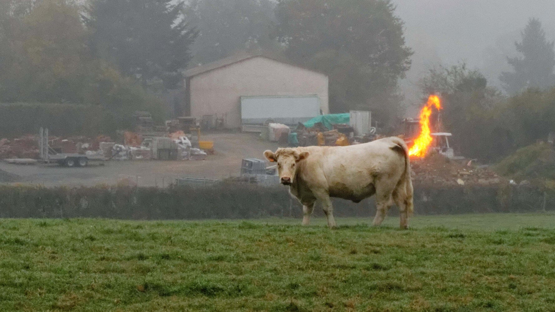 Farting Cows Cause Methane Gas Explosion On German Dairy Farm ...